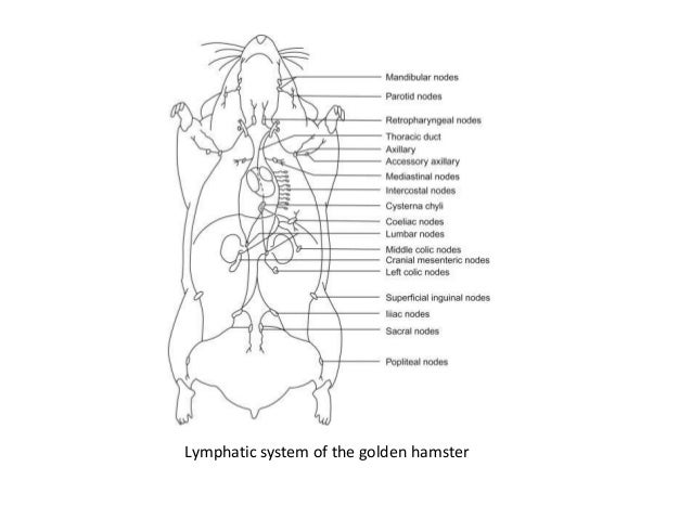 Hamster - Bacterial, Viral, Mycotic, Parasitic and Non infectious dis…