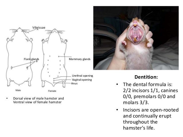 Hamster - Bacterial, Viral, Mycotic, Parasitic and Non infectious dis…