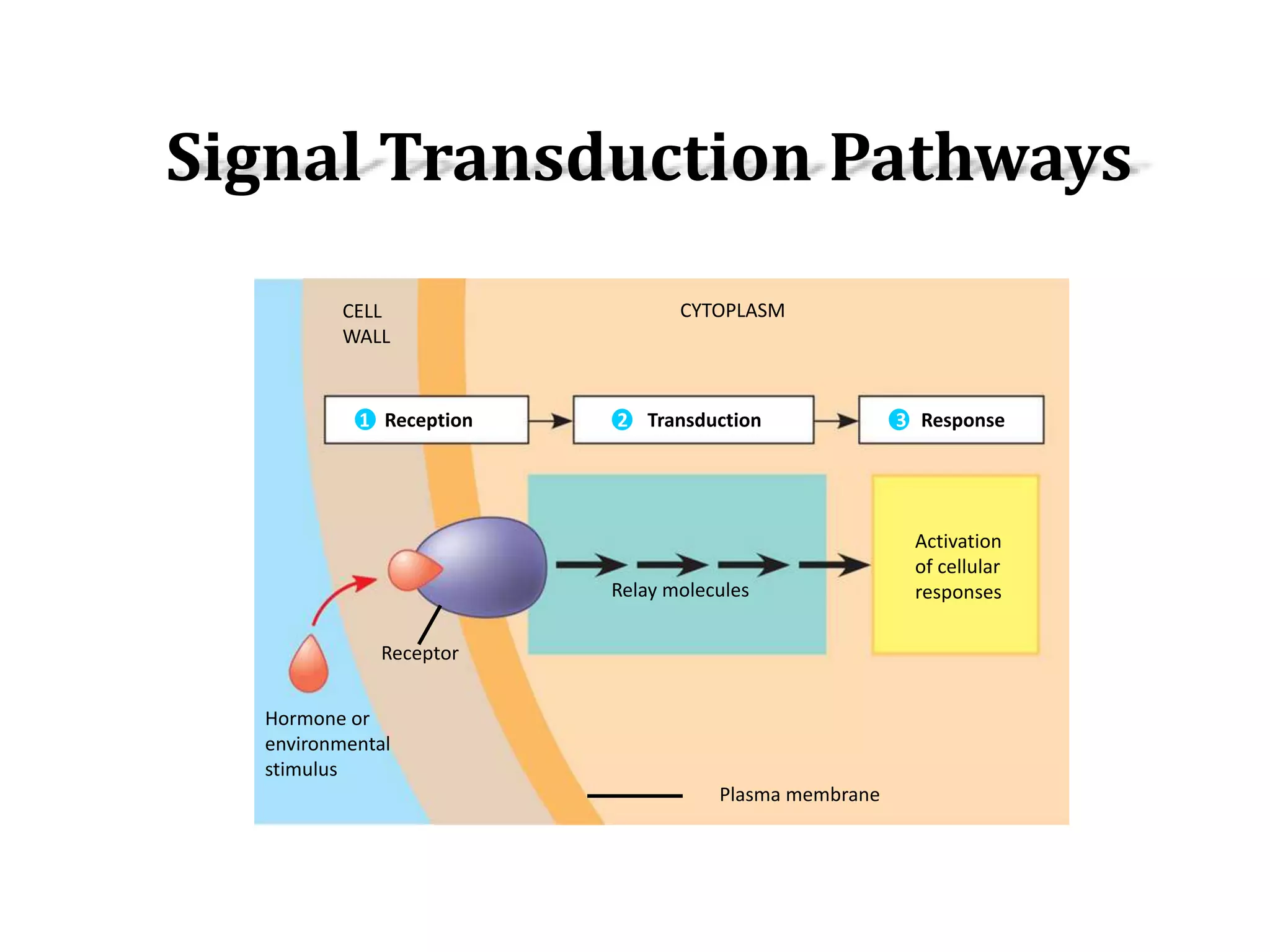 ENT-608 - Host Plant Resistance (HPR) Topic: Signal Transduction ...