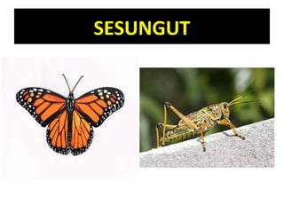 Bahagian tubuh haiwan | PPT