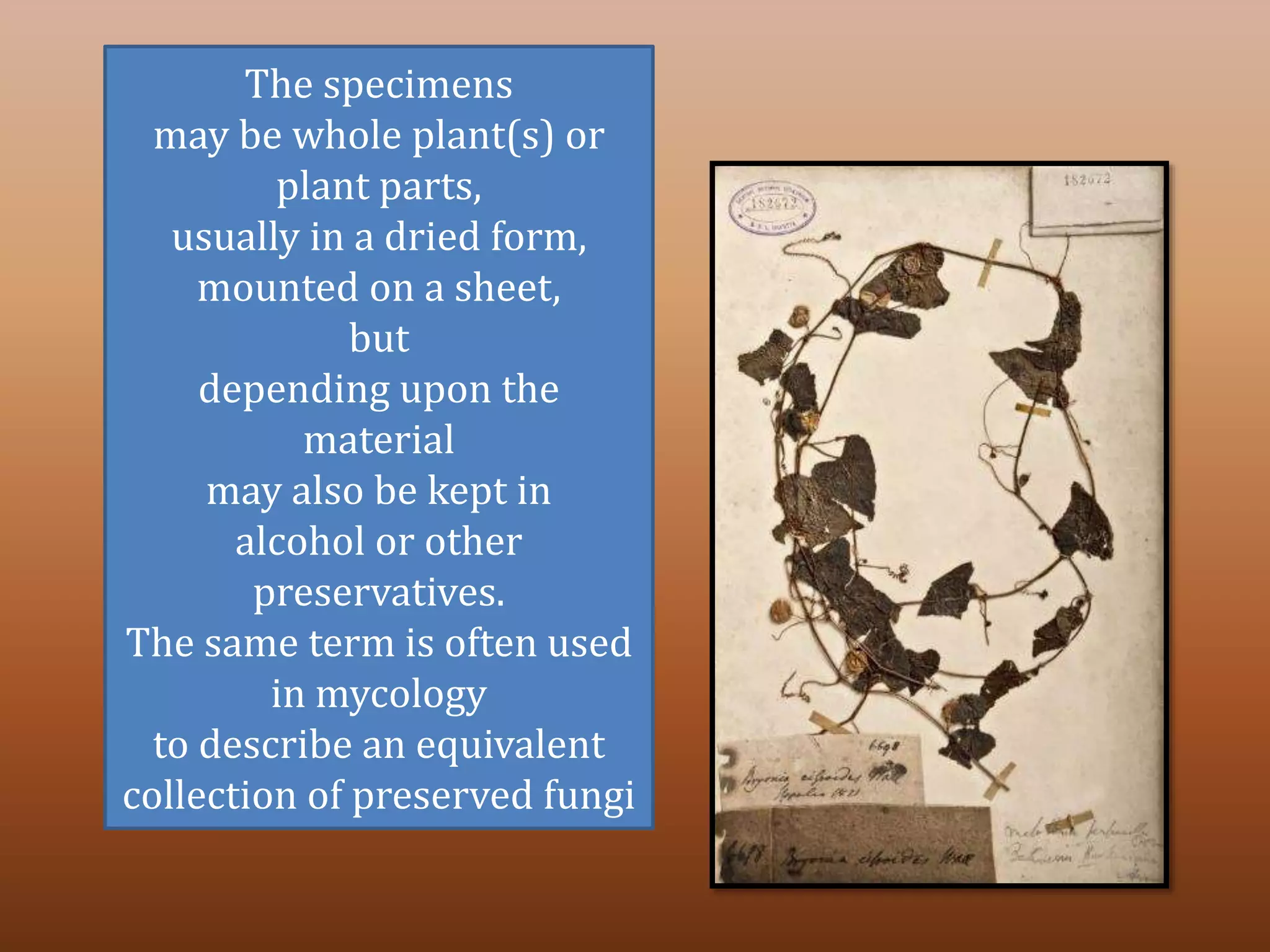 Herbarium Techniques | PPT