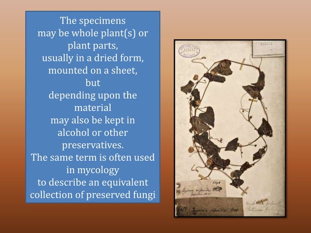 Herbarium Techniques | PPT