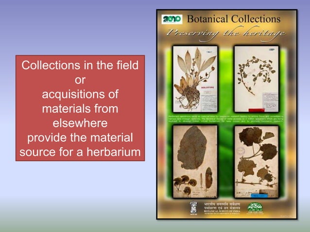 Herbarium Techniques | PPT