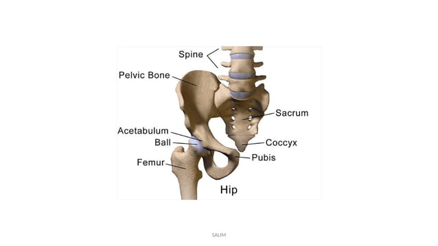 1 HIP JOINT ANATOMY INCLUDING THE LIGAMENTS.pptx