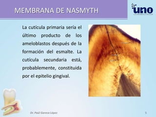 1 Histología dental.pptx