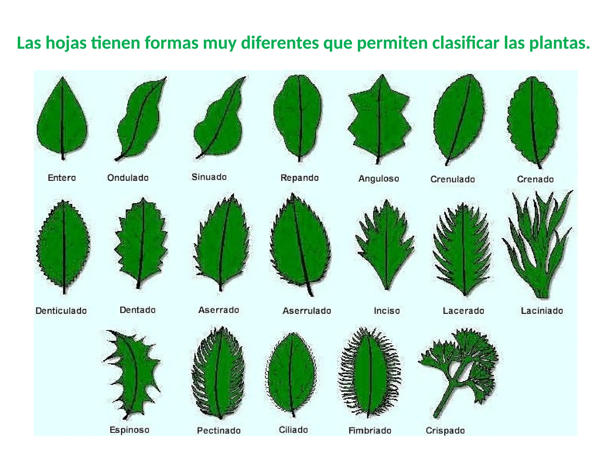 1° Hojas Identificar Funciones Y Tipos De Hojasppsx