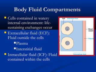 homeostais and body_fluid | PPT