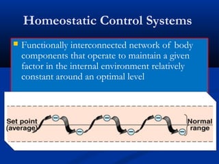 homeostais and body_fluid | PPT