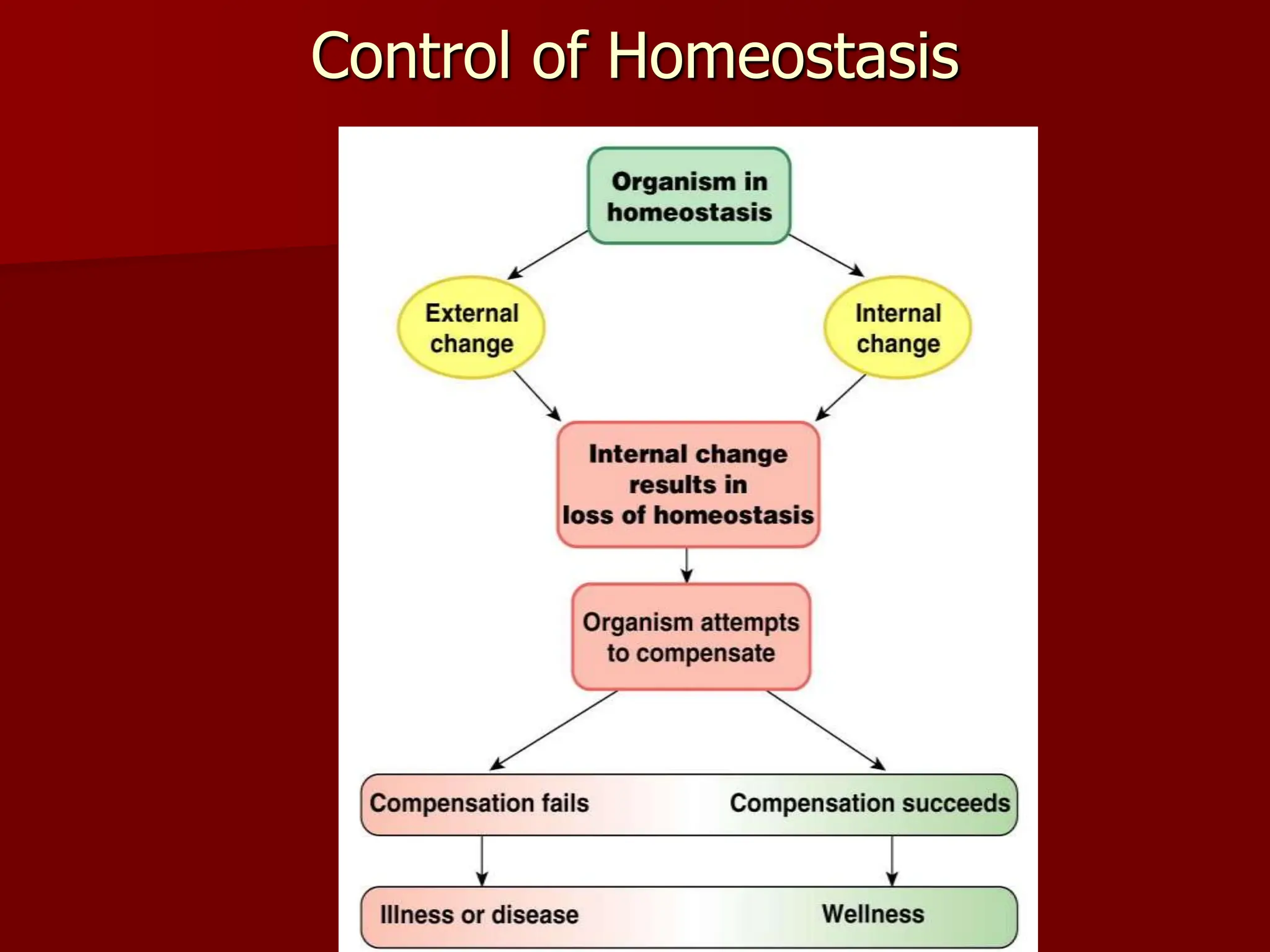 1 HOMEOSTASIS PHYSIOLOGY MBBS-2015-IS.ppt | Endocrine and Metabolic ...