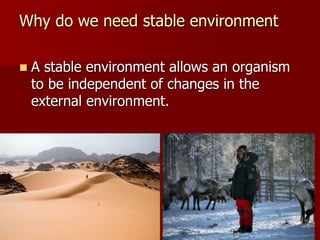 1 HOMEOSTASIS PHYSIOLOGY MBBS-2015-IS.ppt