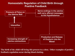1 HOMEOSTASIS PHYSIOLOGY MBBS-2015-IS.ppt