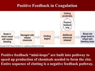 1 HOMEOSTASIS PHYSIOLOGY MBBS-2015-IS.ppt