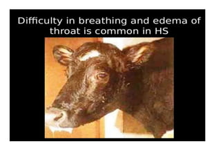 HEMORRHAGIC SEPTECEMIA (HS) | PPT