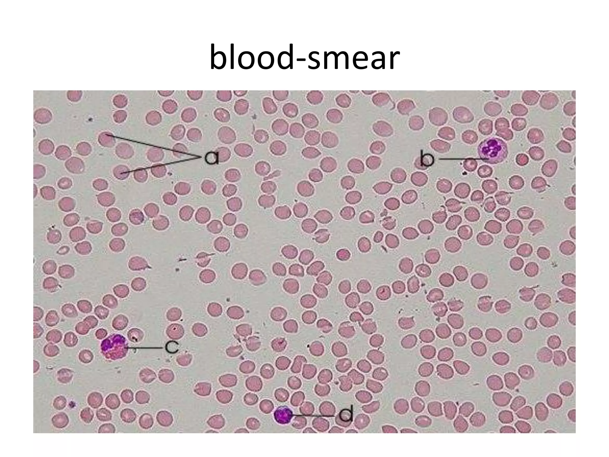 1 human blood, smear | PPTX