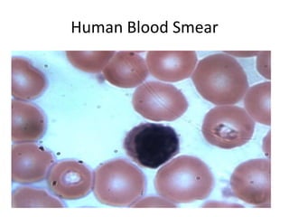 1 human blood, smear | PPTX