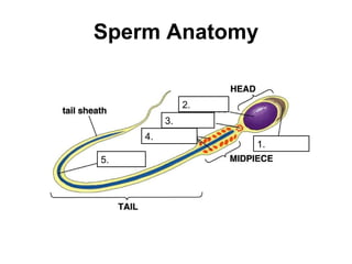 Chapter 17 Reproduction in Humans Lesson 1 - Human Reproductive System ...