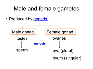 Chapter 17 Reproduction in Humans Lesson 1 - Human Reproductive System ...