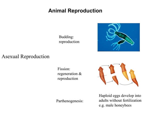 Chapter 17 Reproduction In Humans Lesson 1 Human Reproductive System