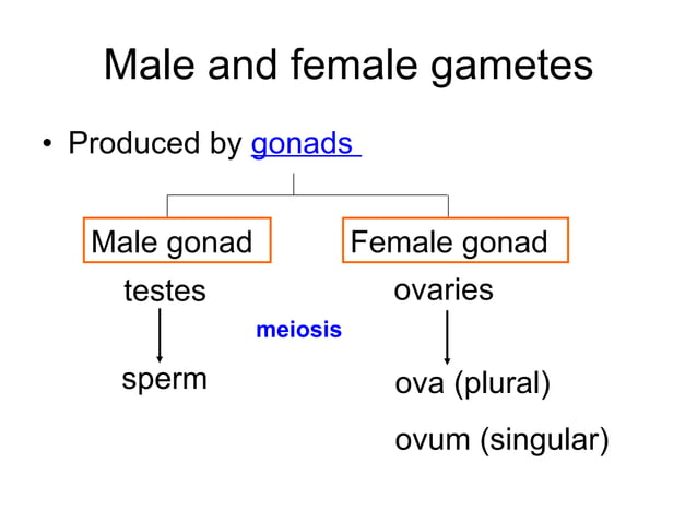 Chapter 17 Reproduction In Humans Lesson 1 Human Reproductive System