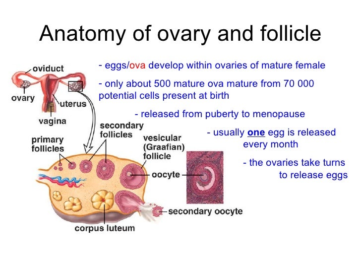 Chapter 17 Reproduction In Humans Lesson 1 Human Reproductive System