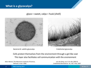 1 ifad2017 bernard van den berg - visualising glycocalix | PPTX