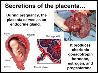 1iffatendocrine-system-copy-200703202204.ppt