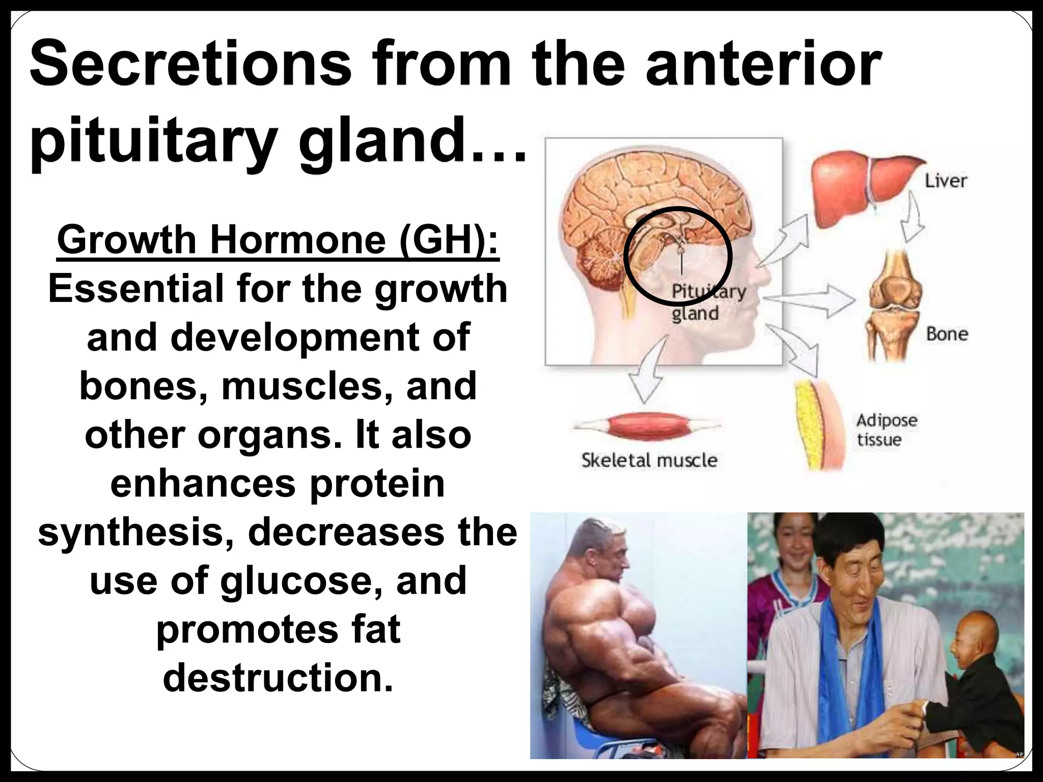 Anatomy and Physiology of Endocrine System | PPT