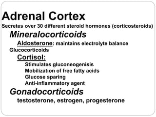 Anatomy and Physiology of Endocrine System | PPT