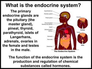 Anatomy and Physiology of Endocrine System | PPT
