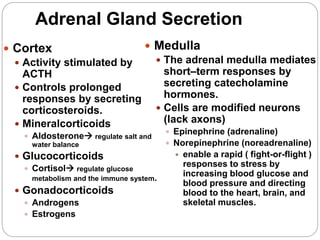 Anatomy and Physiology of Endocrine System | PPT