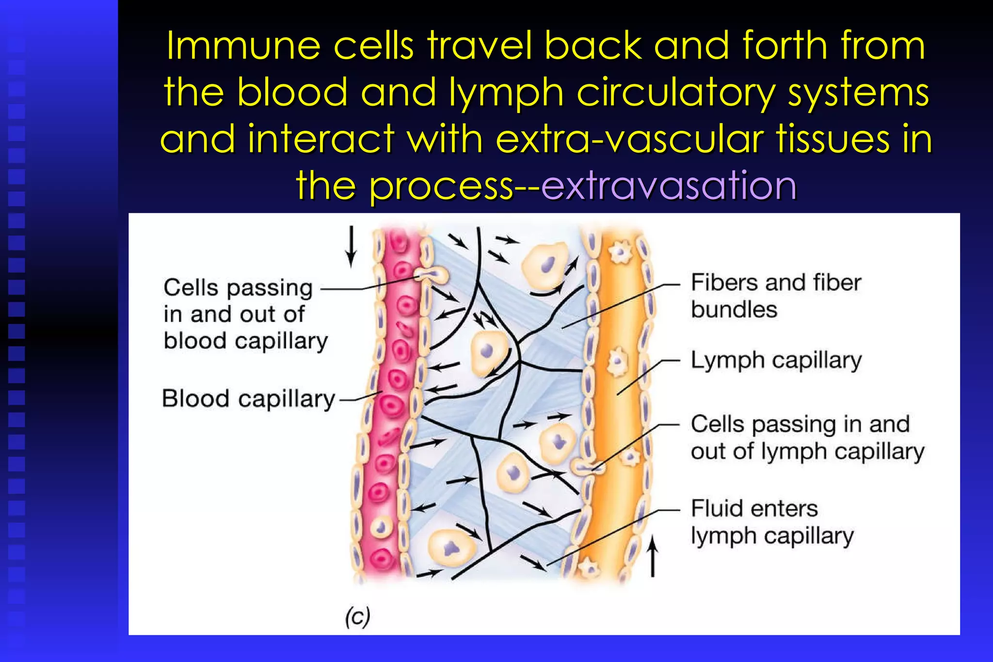 Functional organization of the Immune System | PPT