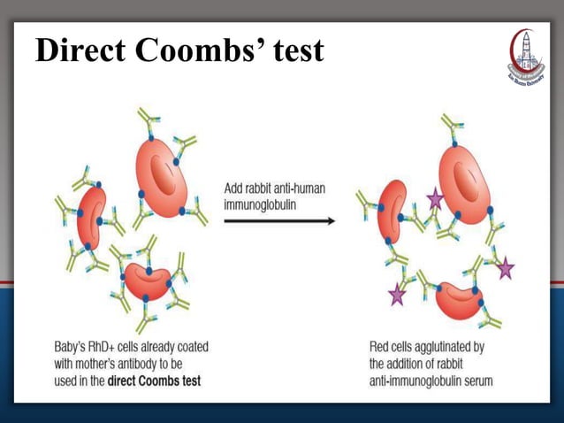 1_Immunological_Lab_Techniques_Antigen_Antibody_24Reactions_part1.pdf