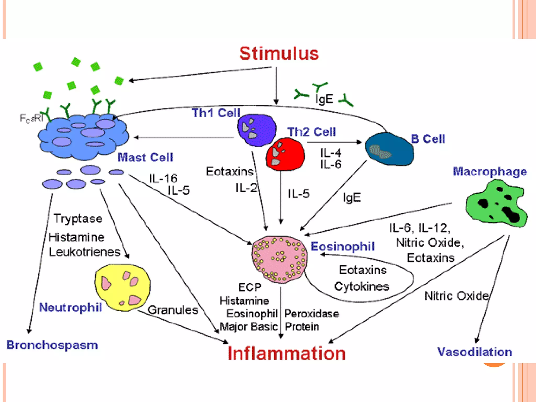 Inflammation[Pathophysiology] โดย รศ.พ.ต.อ.หญิง ดร.ศิริมา เขมะเพชร | PPT