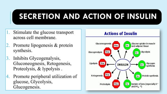 Insulin / Recombinant DNA Technique / Peptide Hormone | PPT