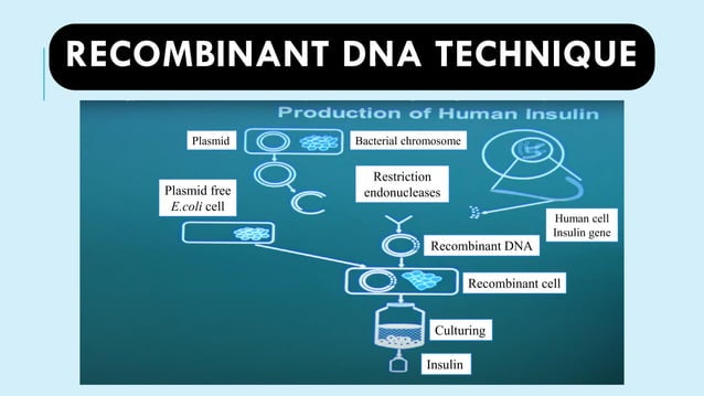 Insulin / Recombinant DNA Technique / Peptide Hormone | PPT