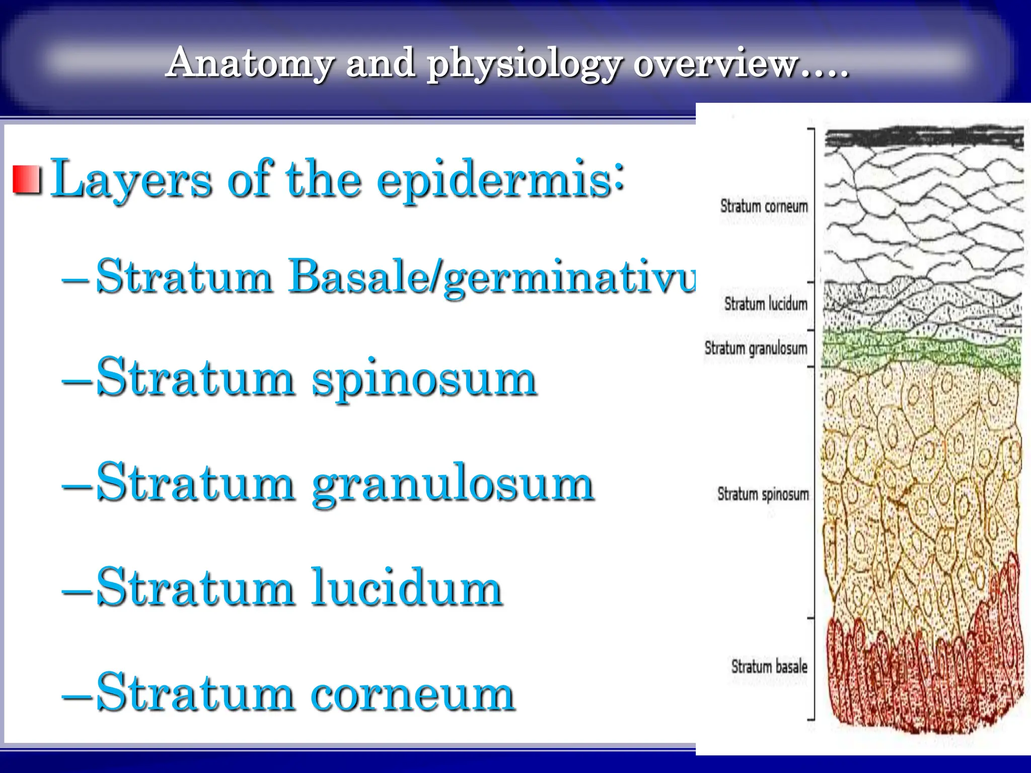 1 INTEGUMENTARY SYSTEM-June 2023.pptx