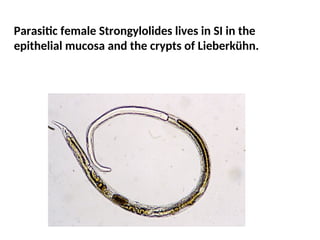 Intestinal nematodes, Filarie & Vectors practicle.ppt
