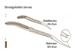 Intestinal nematodes, Filarie & Vectors practicle.ppt