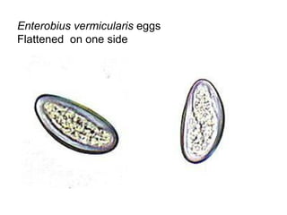 Intestinal nematodes, Filarie & Vectors practicle.ppt