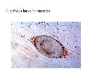 Intestinal nematodes, Filarie & Vectors practicle.ppt