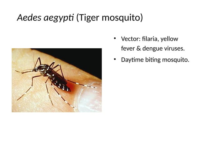 Intestinal nematodes, Filarie & Vectors practicle.ppt