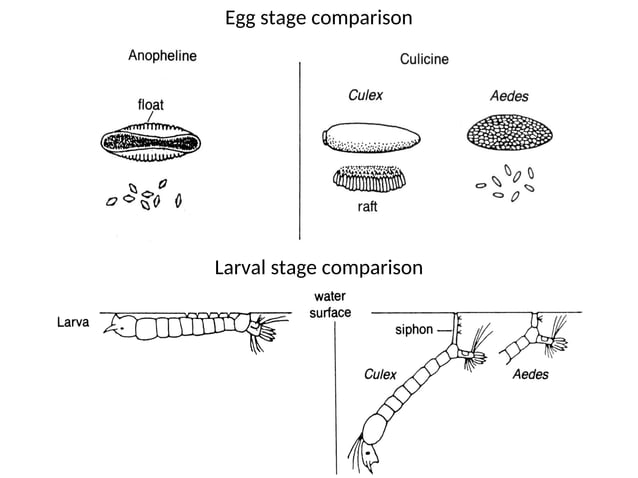 Intestinal nematodes, Filarie & Vectors practicle.ppt