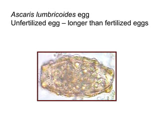 Intestinal nematodes, Filarie & Vectors practicle.ppt
