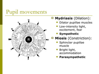 Fundamentals of Opthalmology (Anatomy and diagnostic testing) | PPT