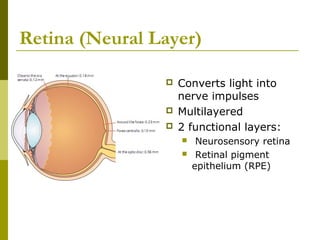 Fundamentals of Opthalmology (Anatomy and diagnostic testing) | PPT