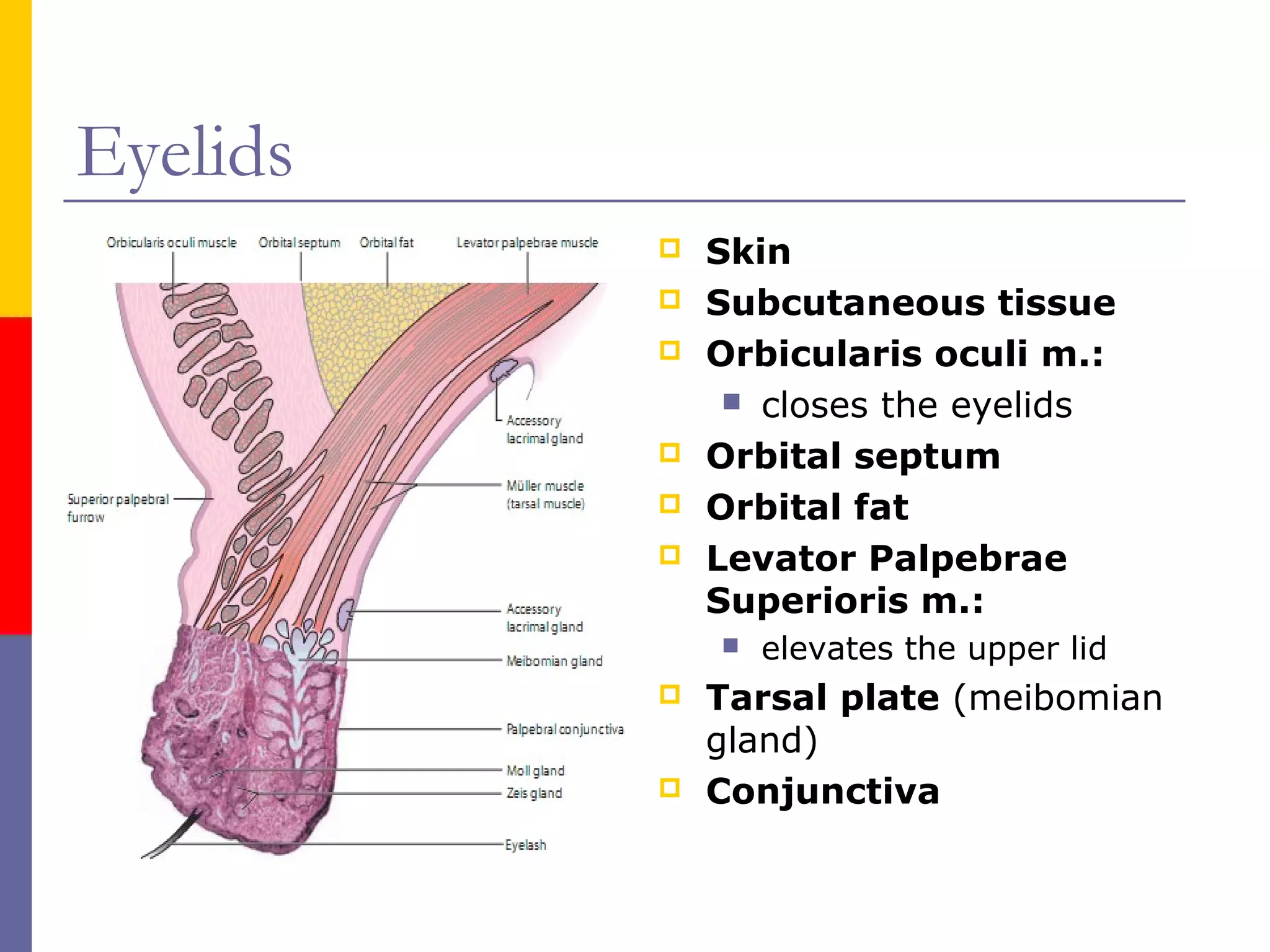 Introduction to Ophthalmology | PPT