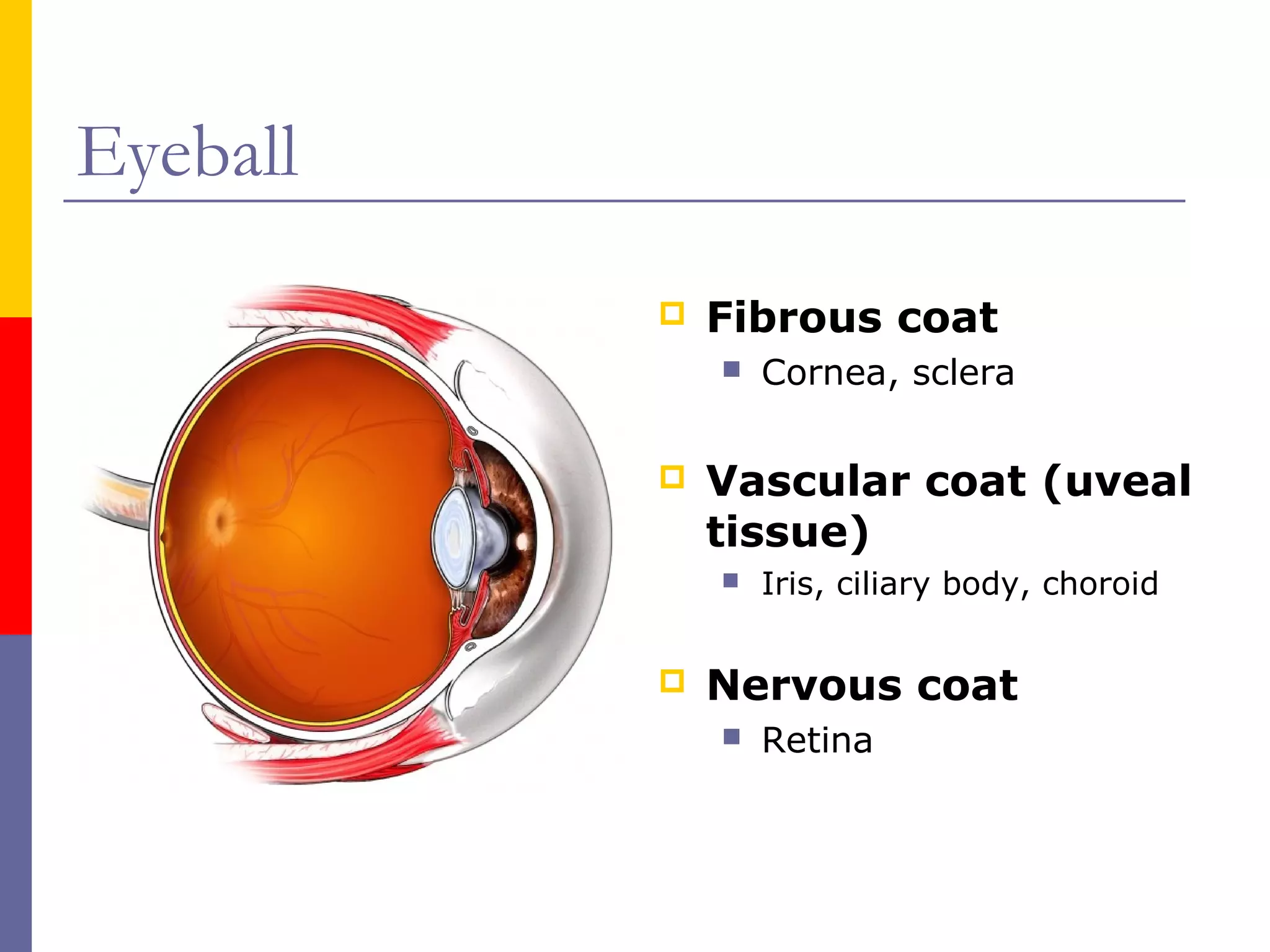 Introduction to Ophthalmology | PPT