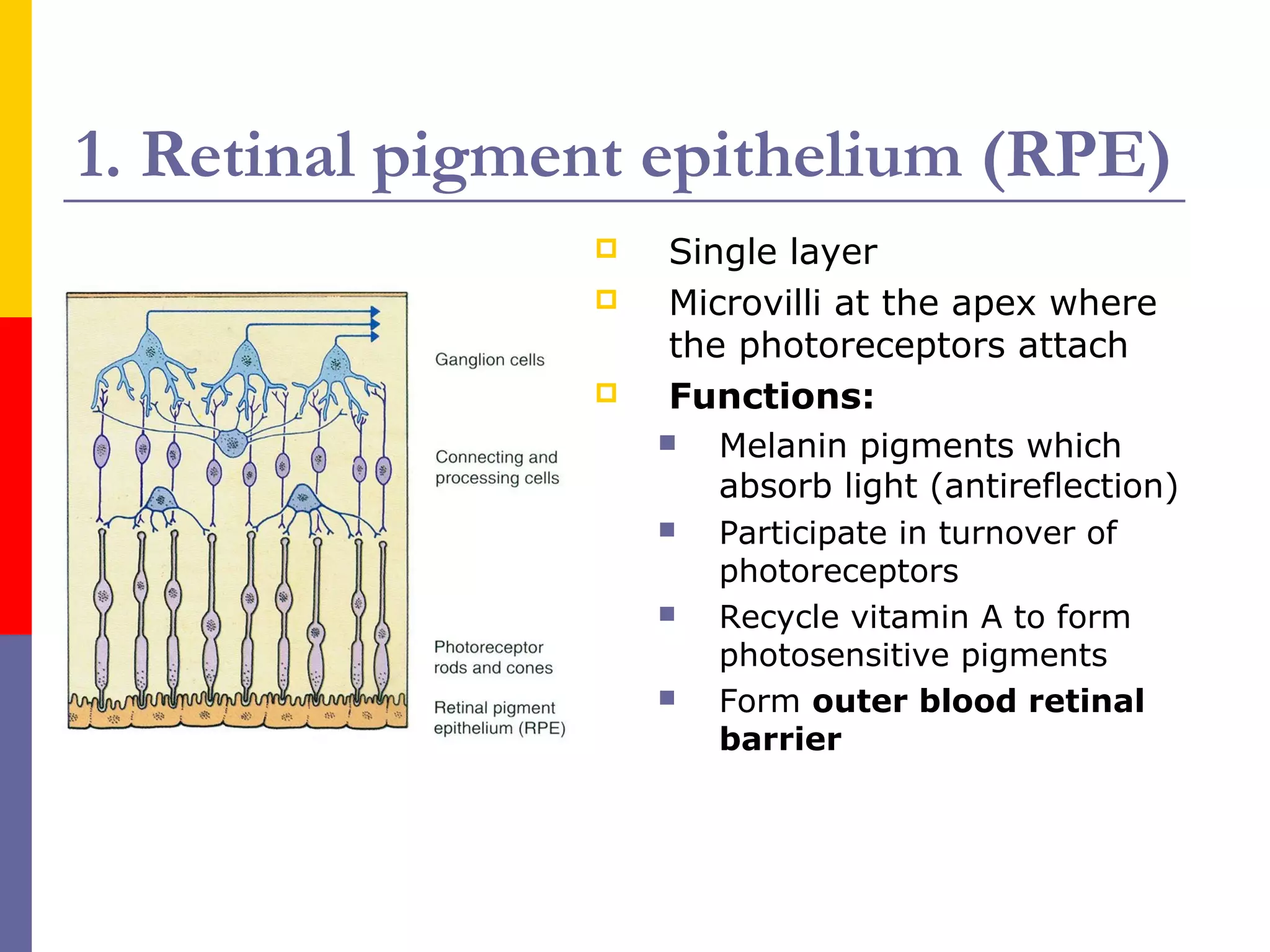 Introduction to Ophthalmology | PPT