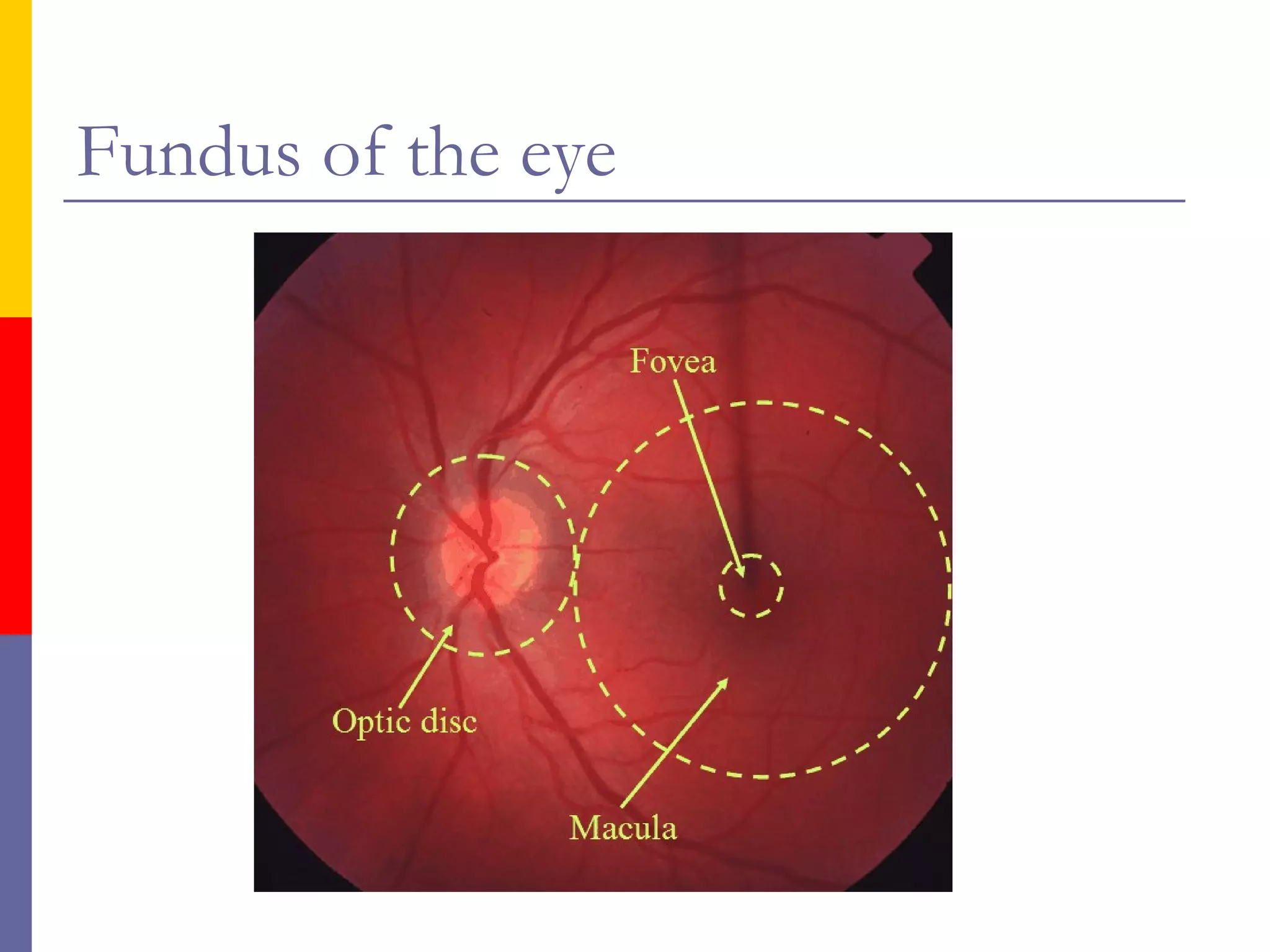 Introduction to Ophthalmology | PPT