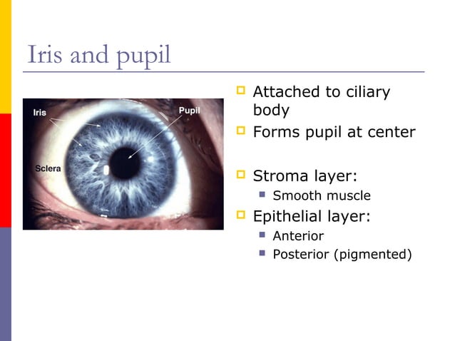 Introduction to Ophthalmology | PPT